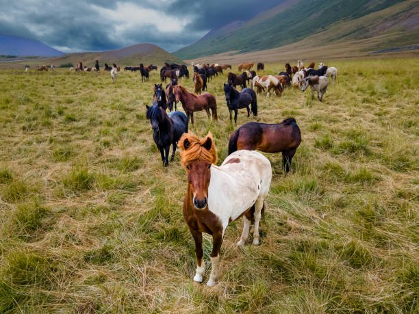 Upprekstur hrossa á Laxárdal | Húnabyggð